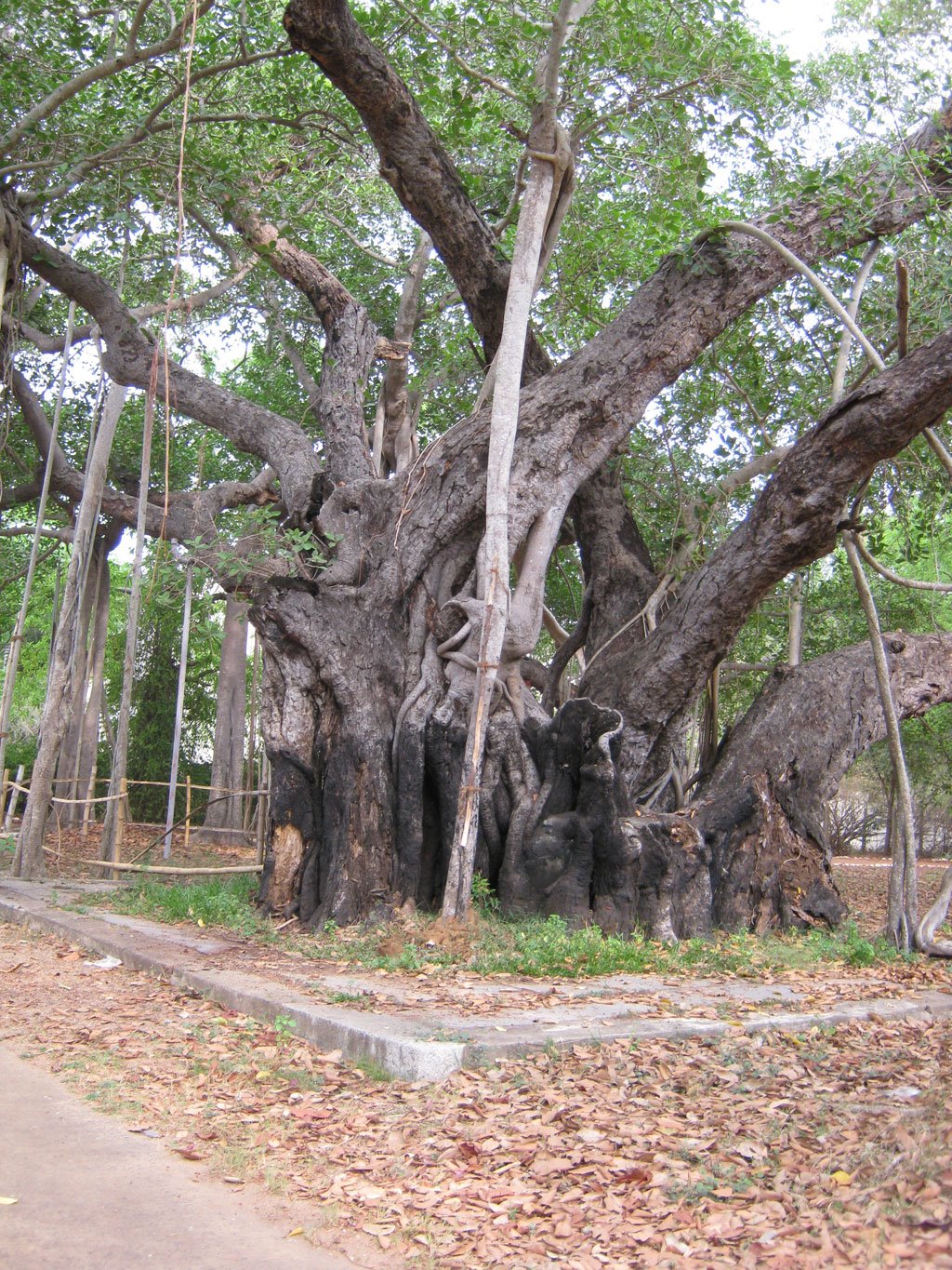 சென்னையில் உள்ள சுற்றுலா தலங்கள் (சென்னையின் வயது 382 அல்ல என்பதை ...