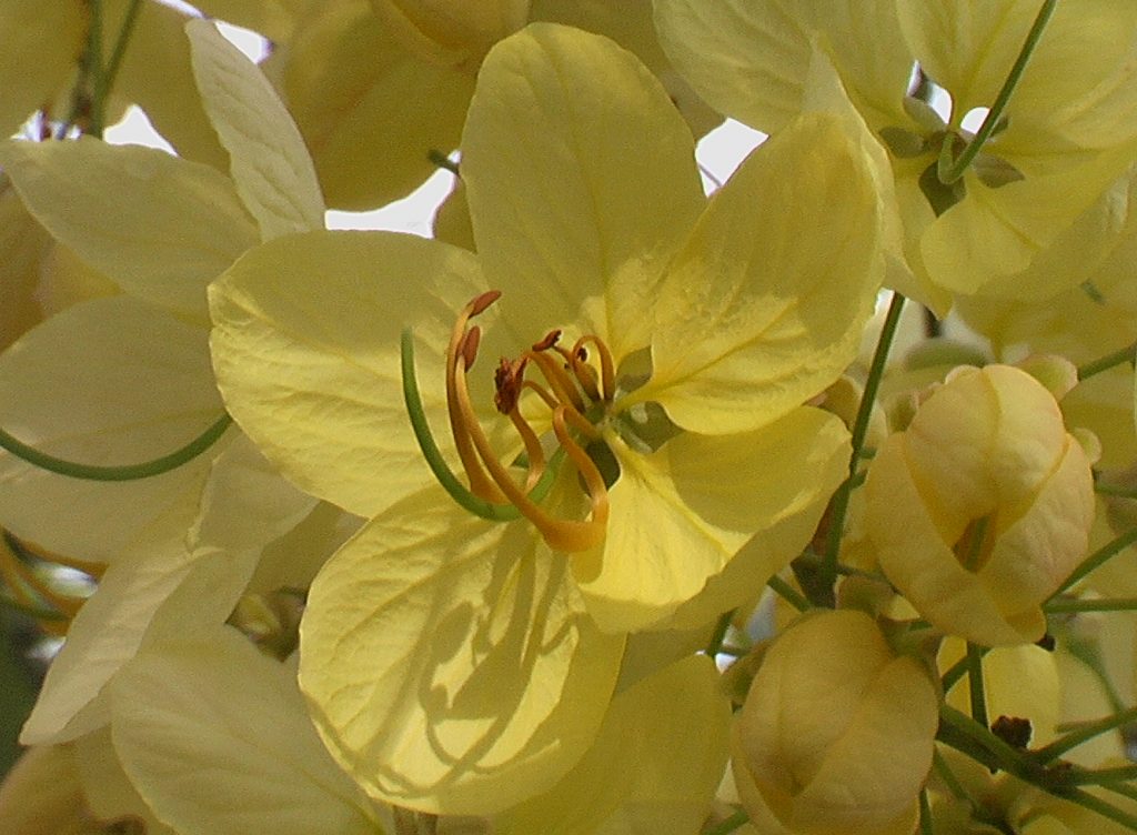 சக்கரங்கள் ஏழு அல்ல, எட்டு - தமிழரின் மருத்துவத் தொன்மை - வனப்பு